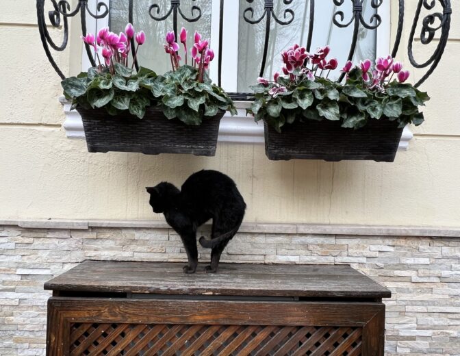 A Guide To The Friendly Cats of Istanbul (With Photos) - Everywhere She ...